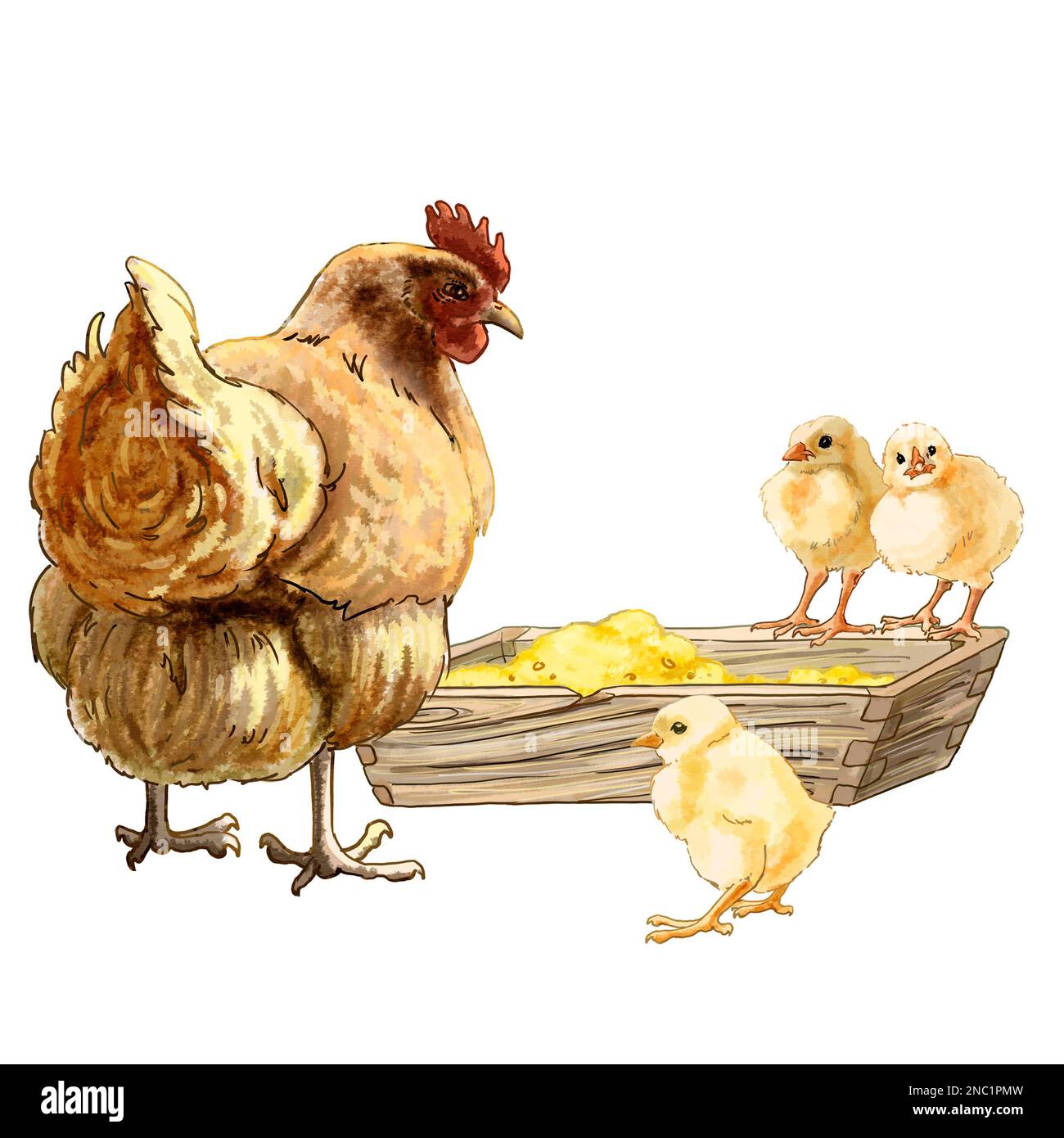 Drawing of chickens in a poultry yard or farm. High quality ...