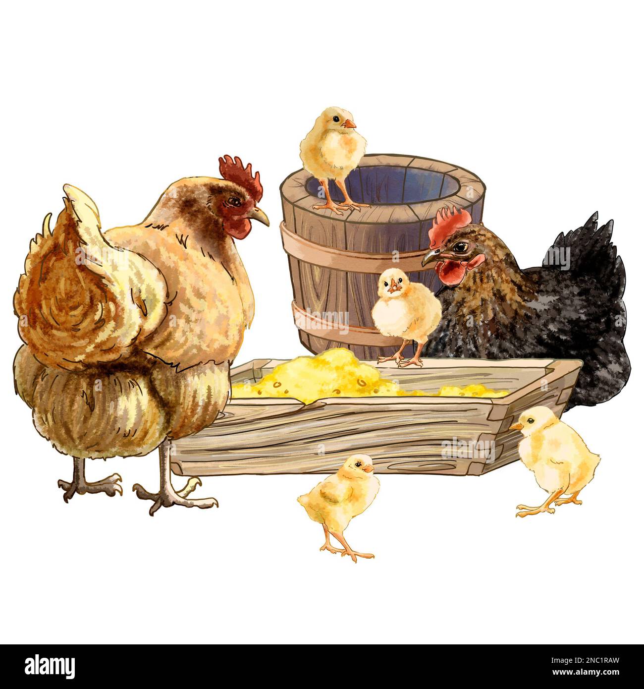 Drawing of chickens in a poultry yard or farm. High quality ...