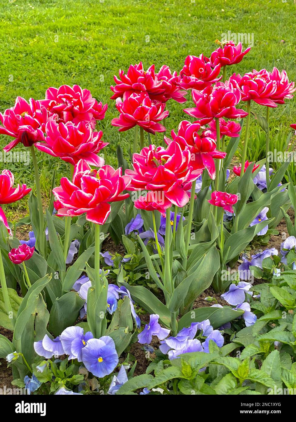 Viva plants hi-res stock photography and images - Alamy