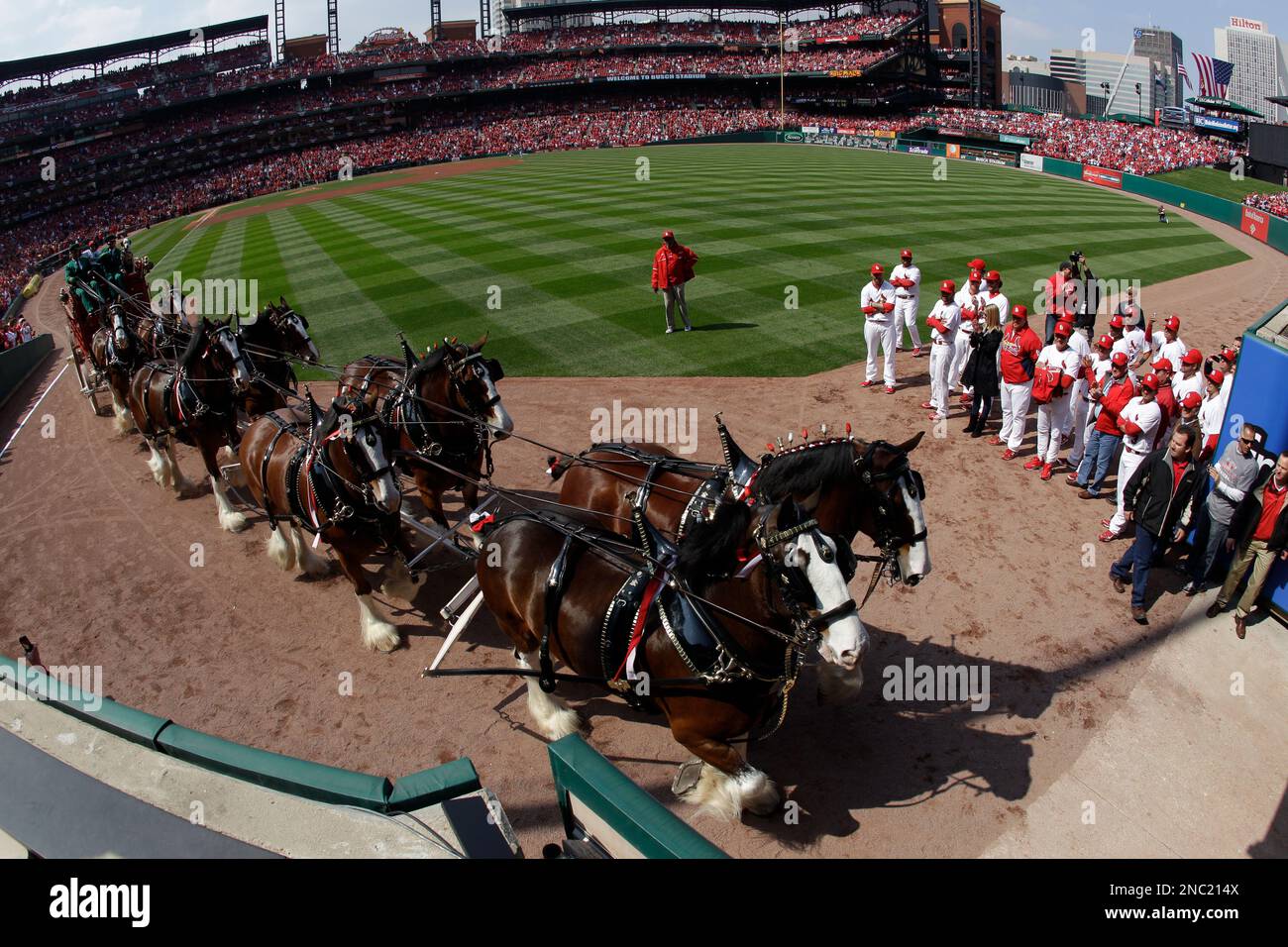 The Budweiser Clydesdales round the Busch Stadium field before the ...