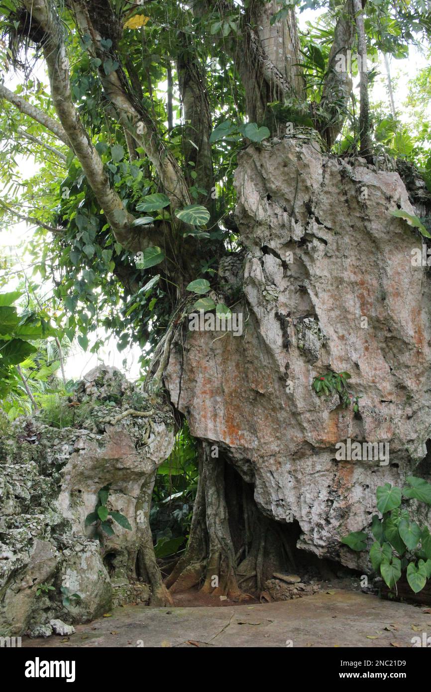 Soroa orchid botanical garden hi-res stock photography and images - Alamy