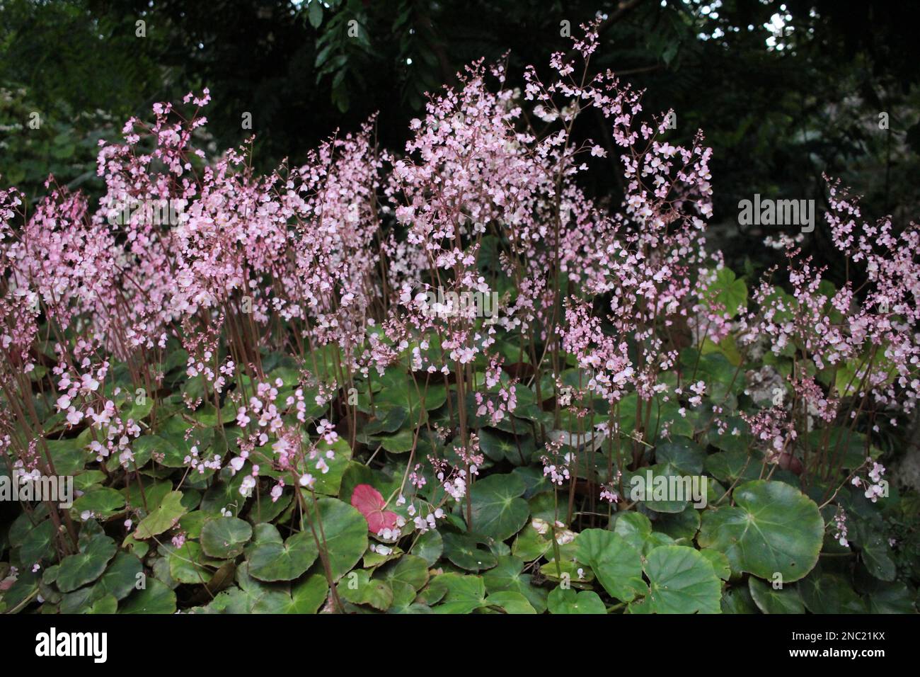 Soroa orchid botanical garden hi-res stock photography and images - Alamy
