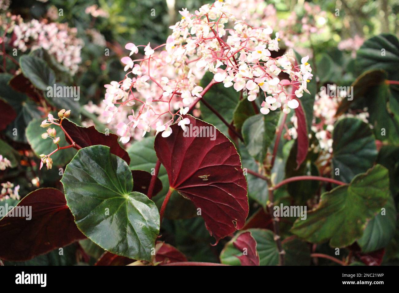 Soroa orchid botanical garden hi-res stock photography and images - Alamy