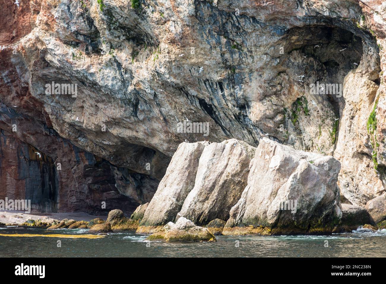 View of Bonaventure island, a protect island in the Gulf of Saint ...
