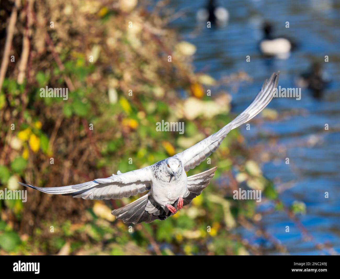 Pigeon in Flight Stock Photo - Alamy