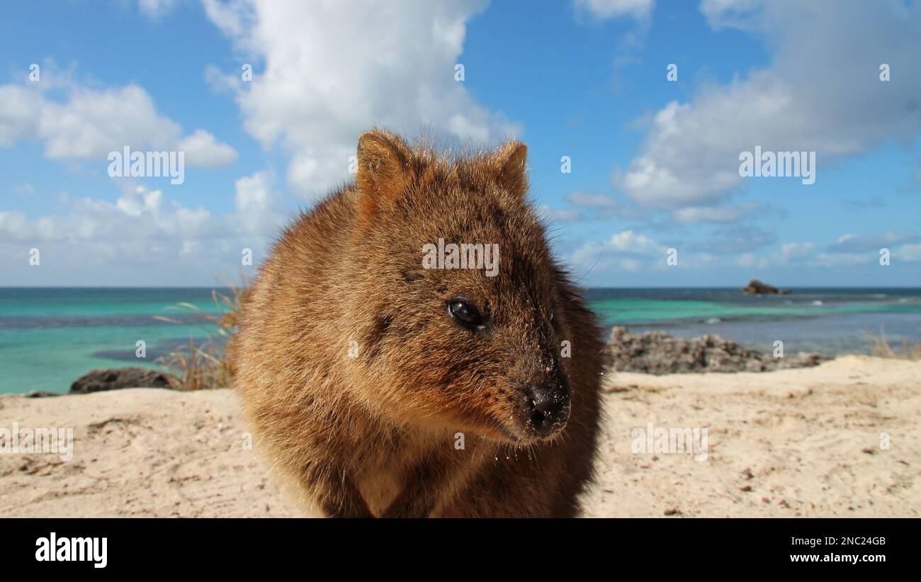 quokka at rottnest island (australia Stock Photo - Alamy