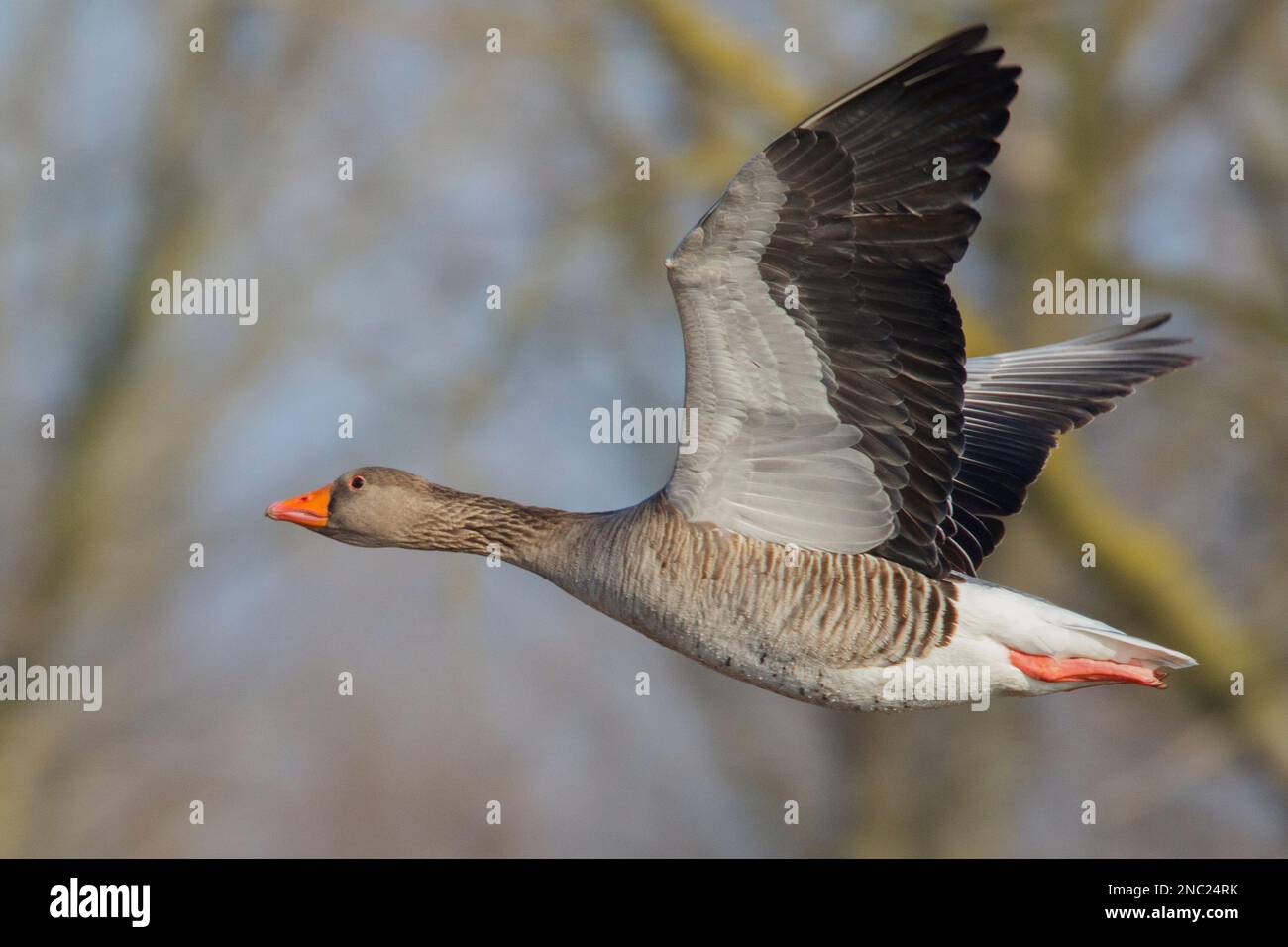 A Greylag Goose flying over the fens at RSPB Lakenheath in Norfolk ...