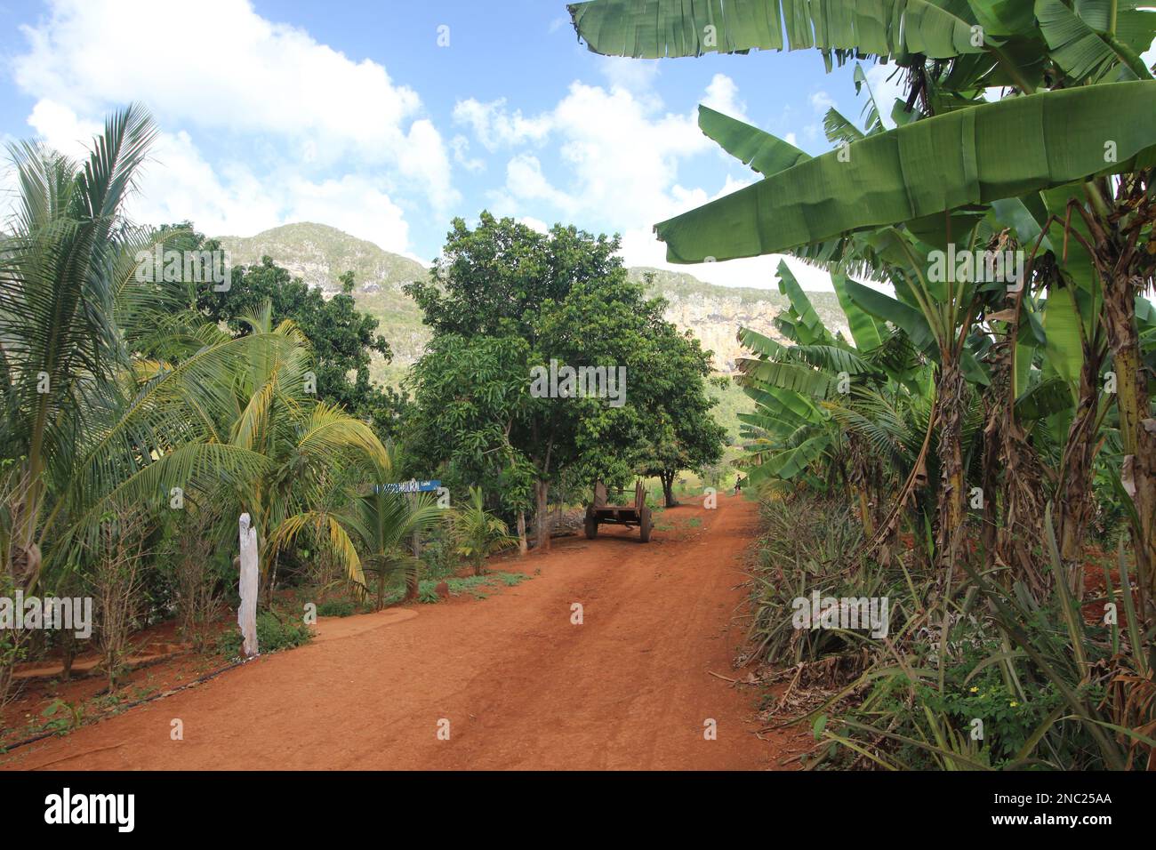 Breathtaking views in Vale de Viñales (Vinales Valley) in Pinar del Rio ...