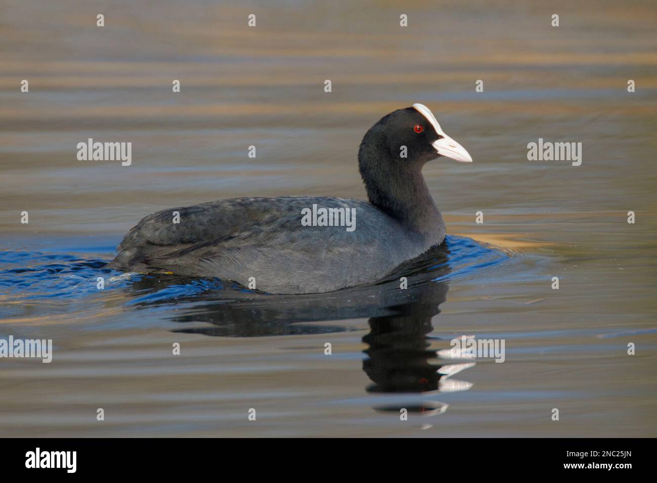 A Eurasian Coot, looking for food on the wetlands at RSPB Lakenheath ...