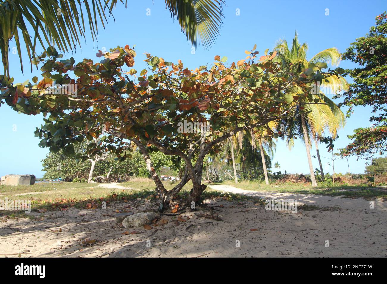Beach in Bahía de Cochinos (Bay if Pigs), Cuba Stock Photo - Alamy