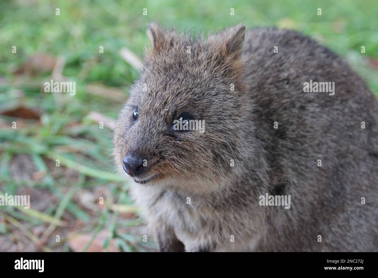quokka at rottnest island (australia Stock Photo - Alamy
