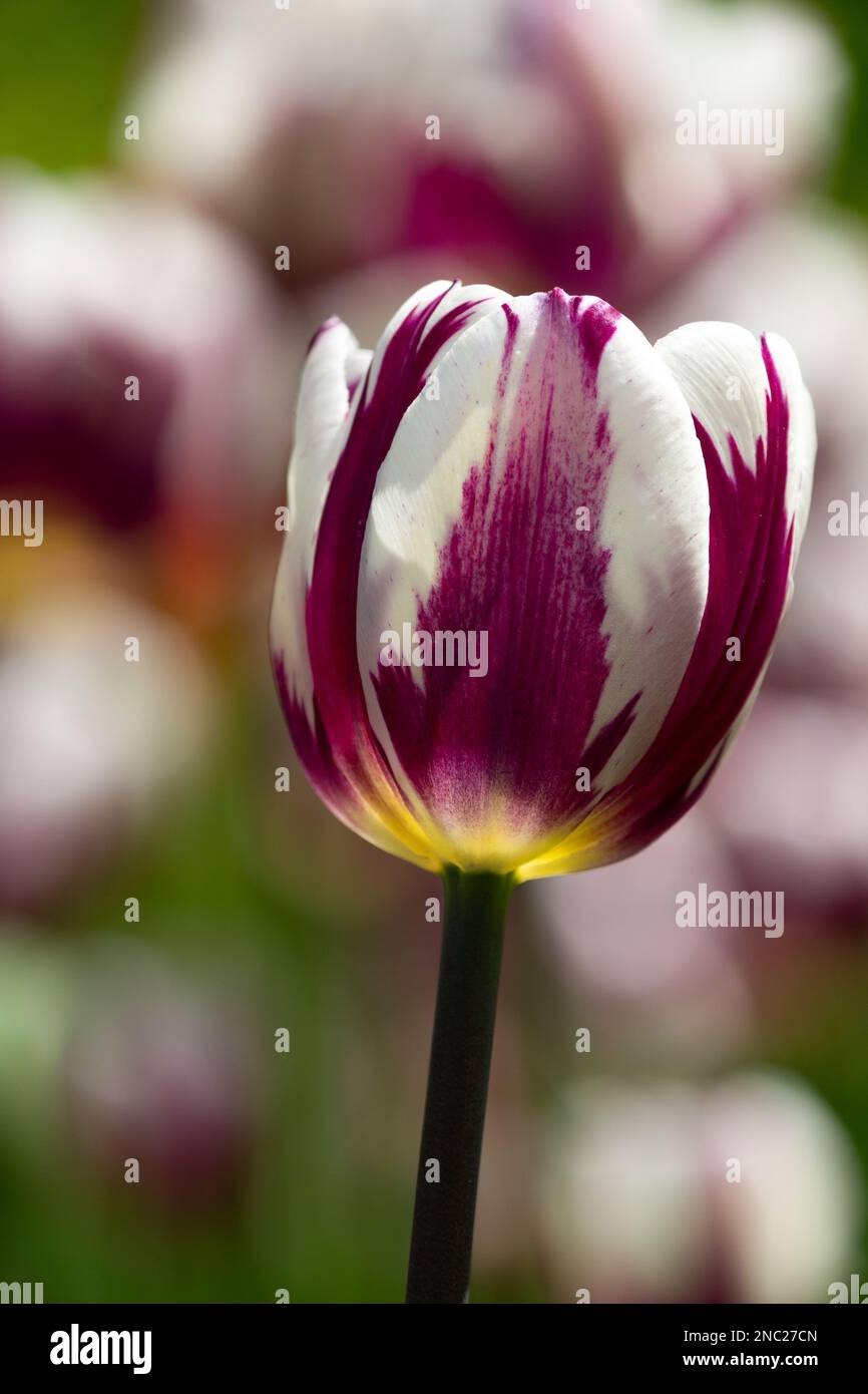 A burgundy and white tulip towers over a flower bed Stock Photo - Alamy