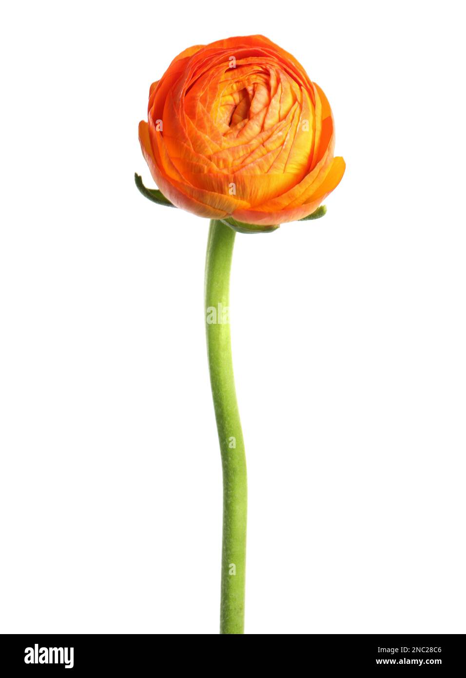Beautiful fresh ranunculus flower isolated on white Stock Photo - Alamy