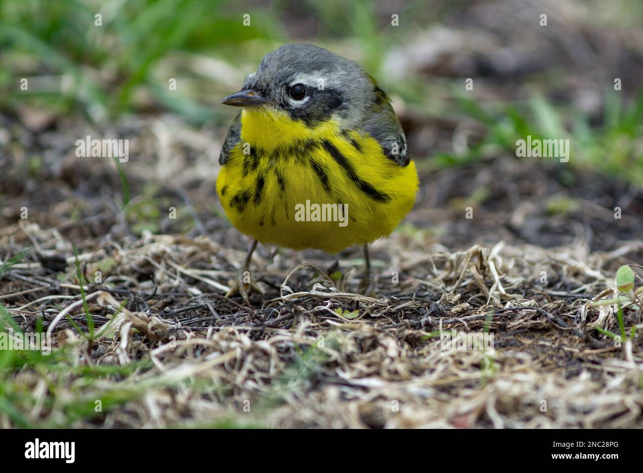A magnolia warbler poses for a portrait on dried grass Stock Photo - Alamy