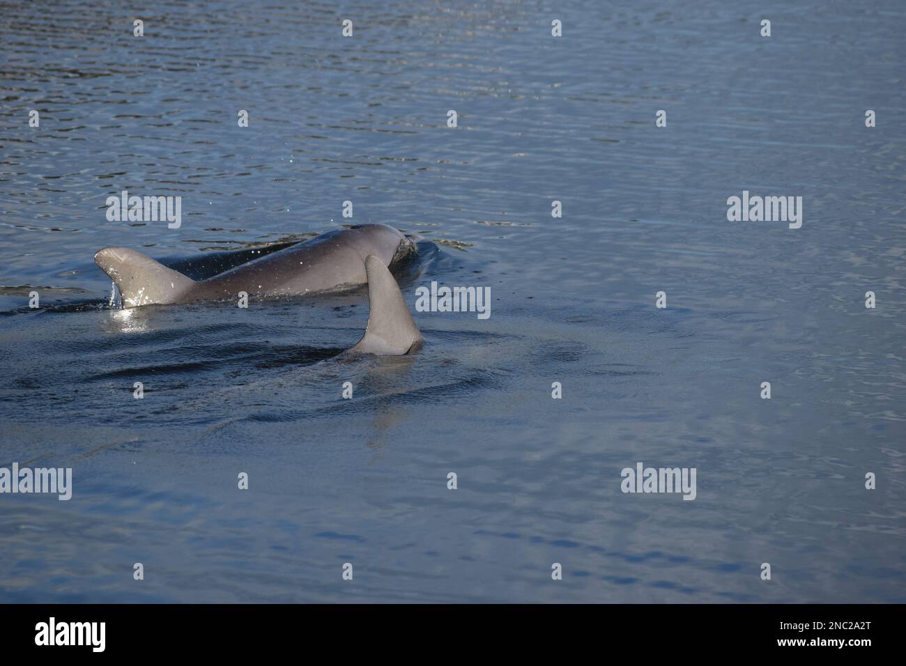 Wild Life Beach Photography Stock Photo - Alamy
