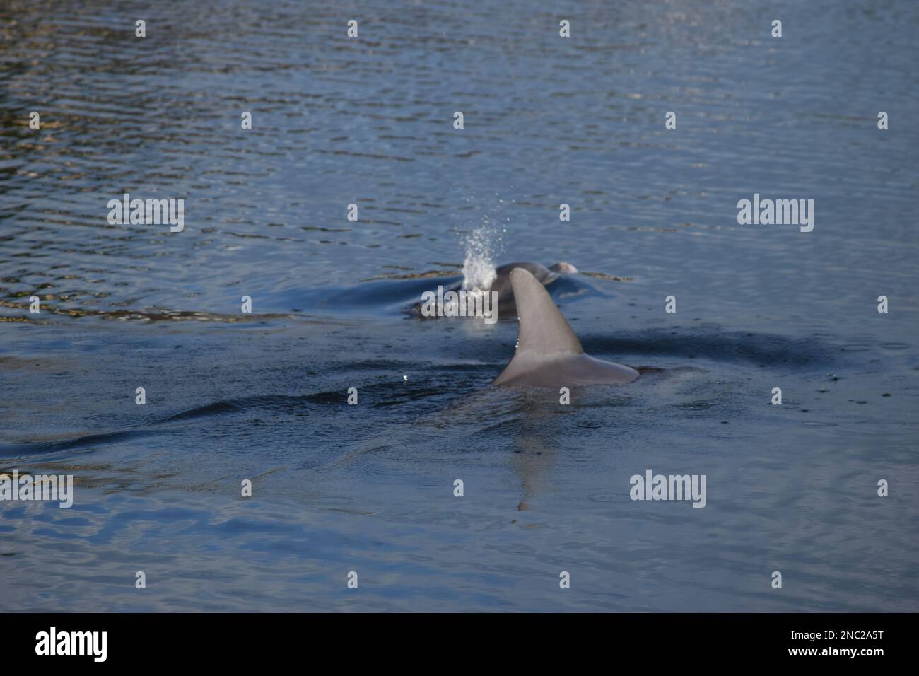 Wild Life Beach Photography Stock Photo - Alamy