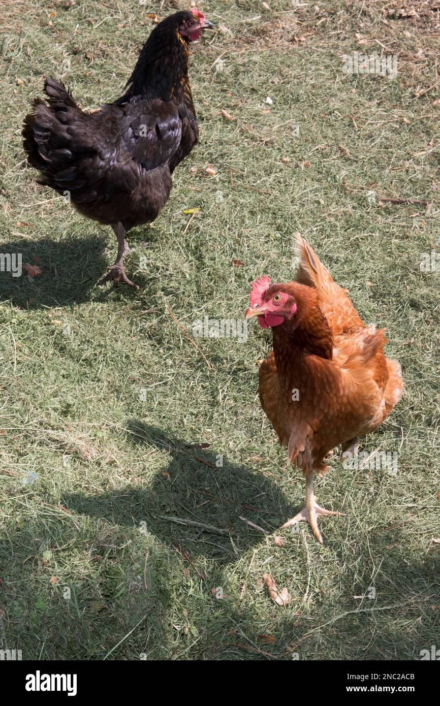 Chicken in grass on a farm. Orange chicken hen walkon the grass Stock ...