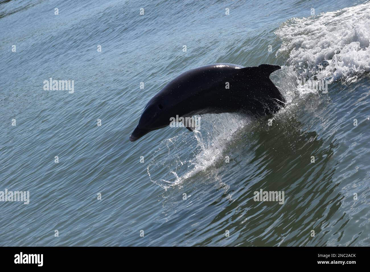 Wildlifephotogrophy hi-res stock photography and images - Alamy