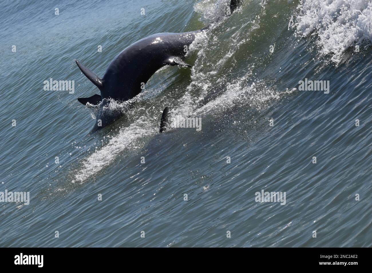 Wild Life Beach Photography Stock Photo - Alamy