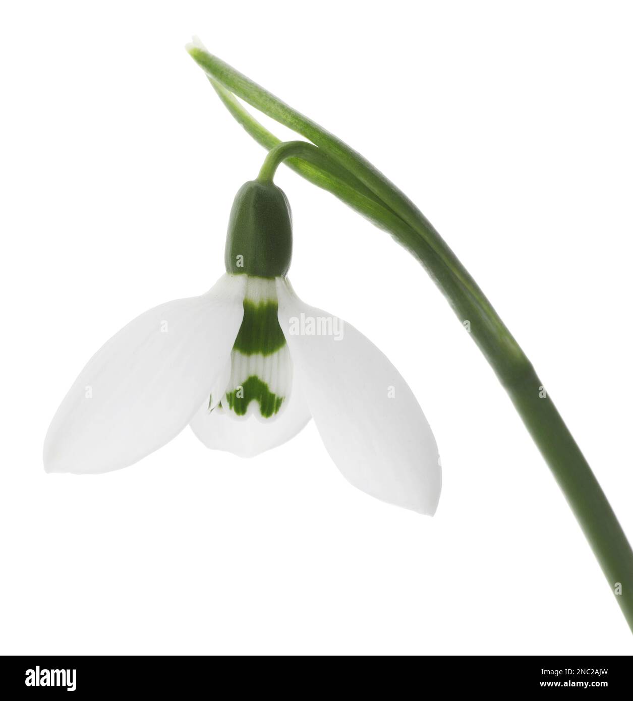 Beautiful snowdrop isolated on white. Spring flower Stock Photo - Alamy