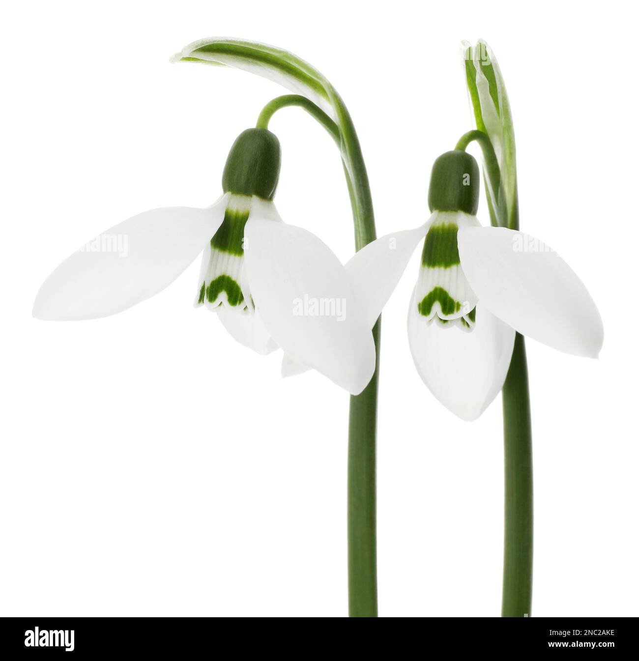 Beautiful snowdrops isolated on hi-res stock photography and images - Alamy
