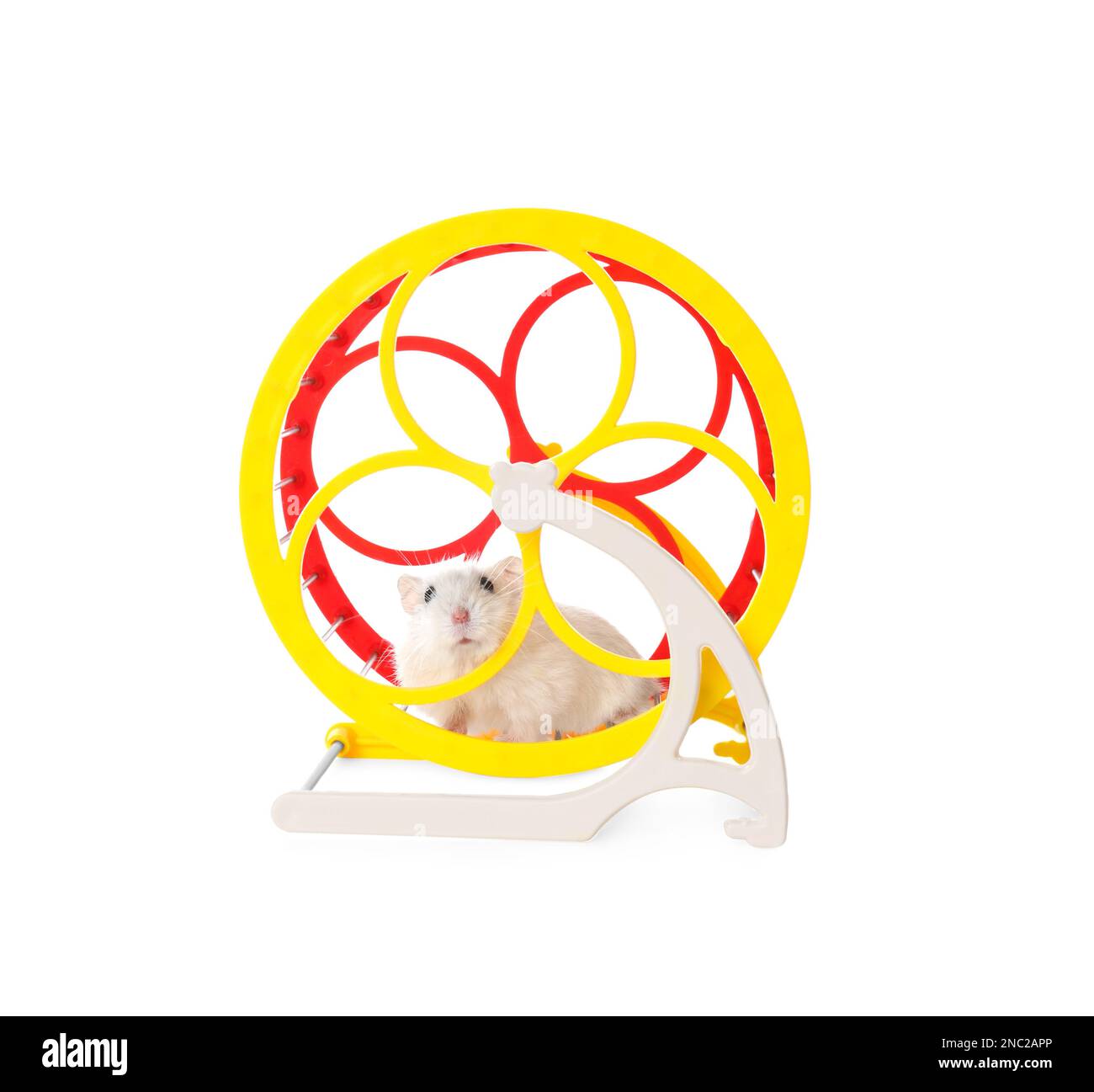 Cute funny hamster running in wheel on white background Stock Photo - Alamy