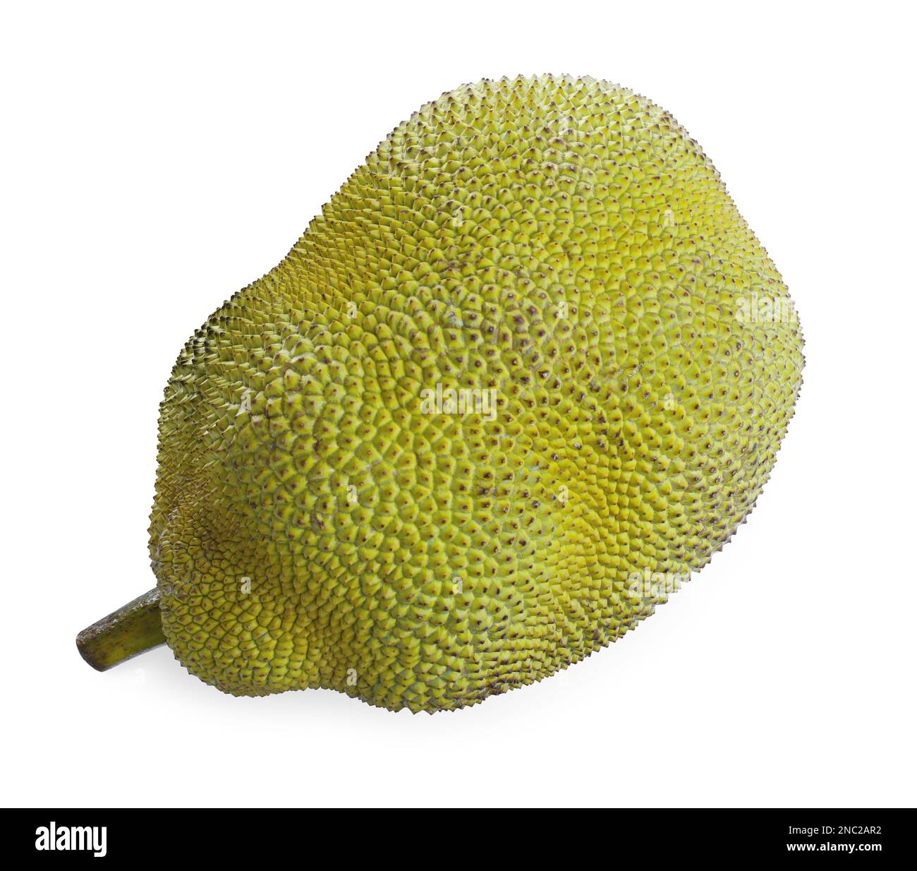 Artocarpus heterophyllus jackfruit top Cut Out Stock Images & Pictures ...