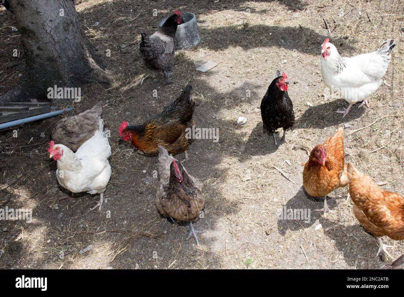 Flock brown chickens coop hi-res stock photography and images - Alamy