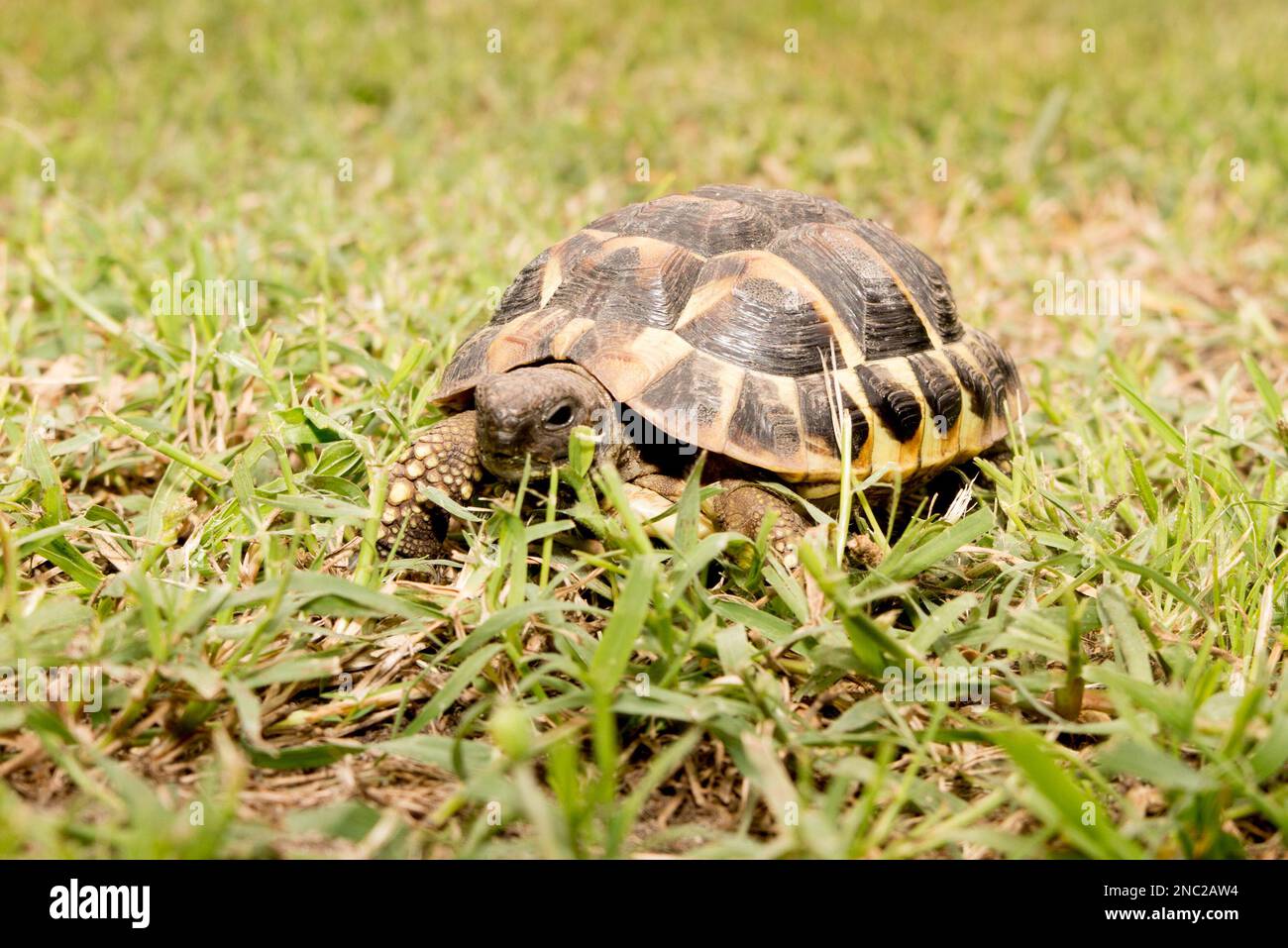 Turtle walking on the grass. Eastern Hermann tortoise, European ...