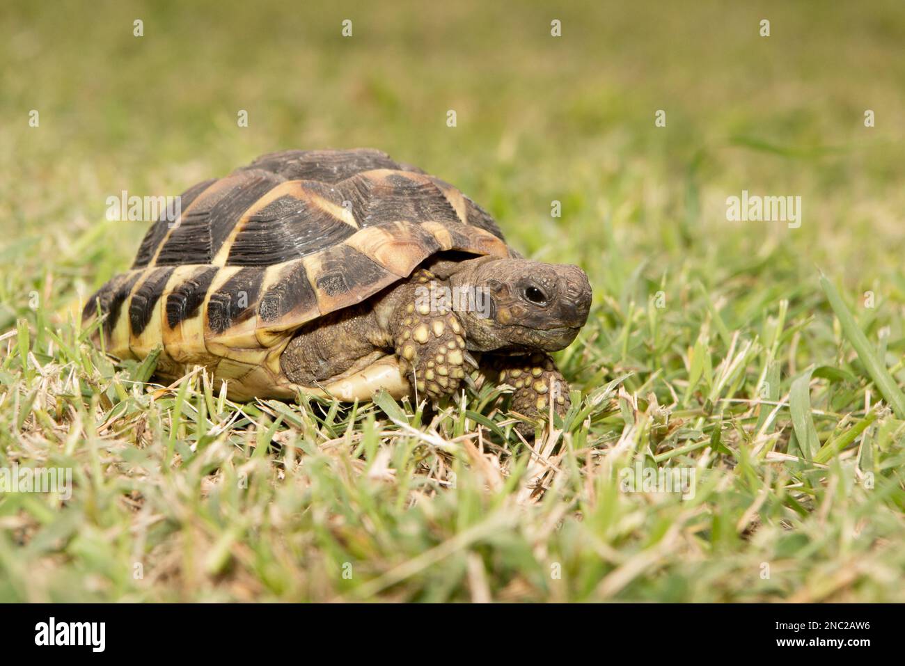 Testudo hermanni Mediterranean turtle walked on earth Stock Photo - Alamy
