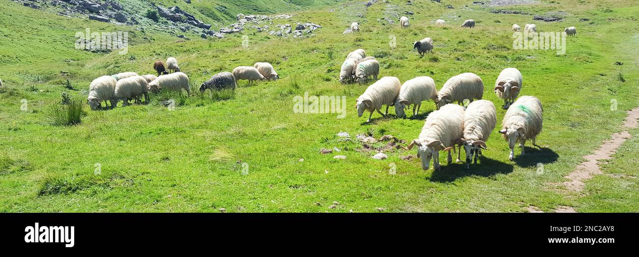 free range flock of sheep in the mountains on a meadow in the fold ...