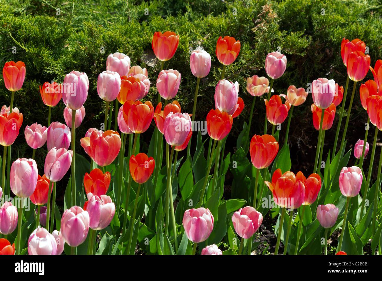 Stand out shrub hi-res stock photography and images - Alamy