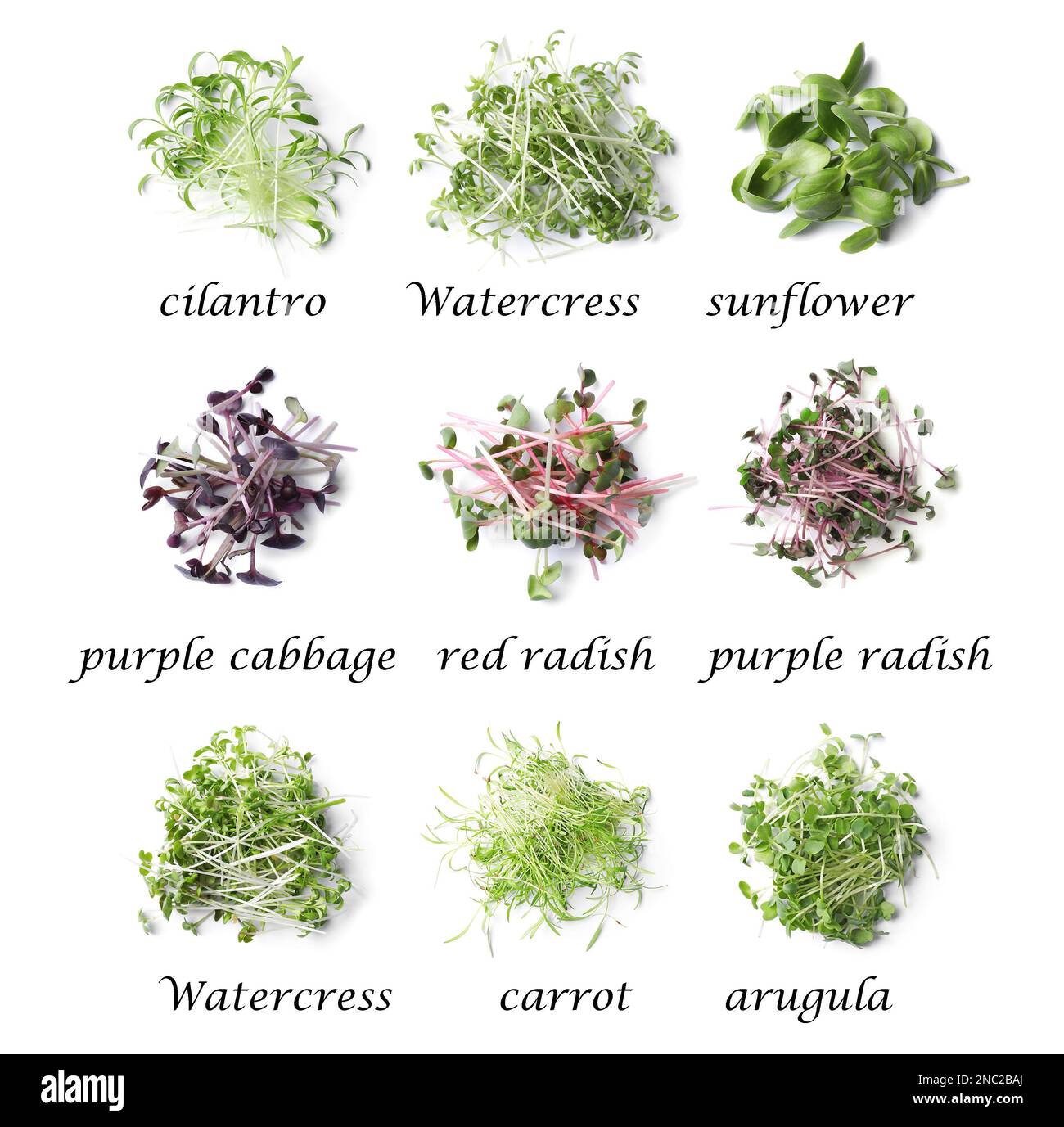 Set of different fresh microgreens on white background, top view Stock ...