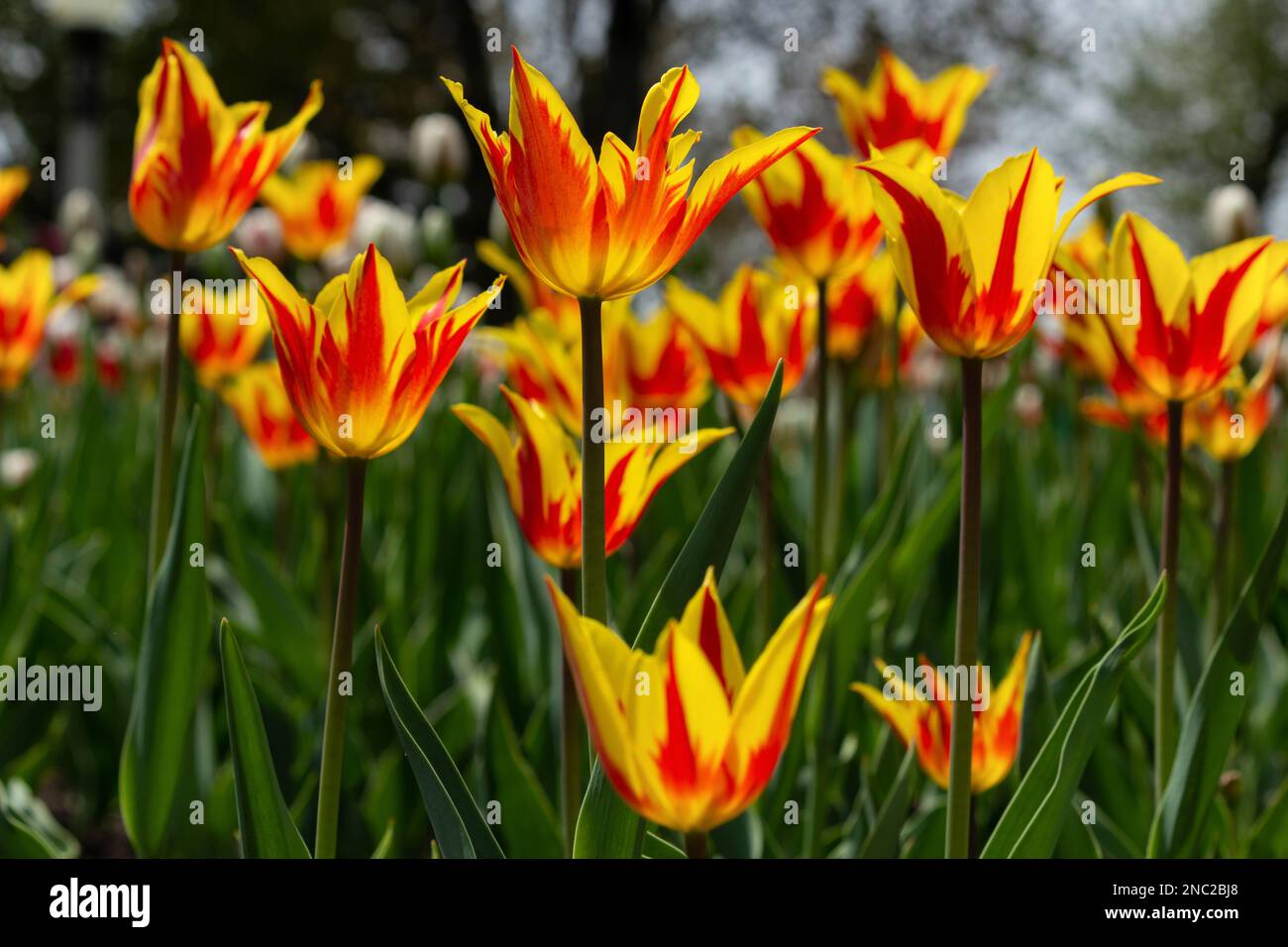 Tangerine blooms hi-res stock photography and images - Alamy