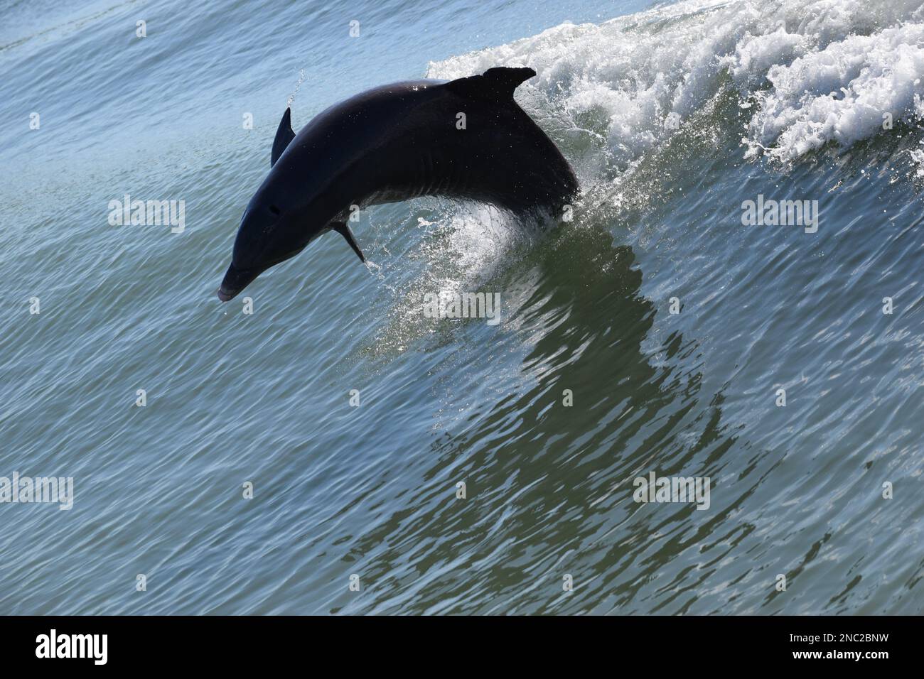 Wildlifephotogrophy hi-res stock photography and images - Alamy