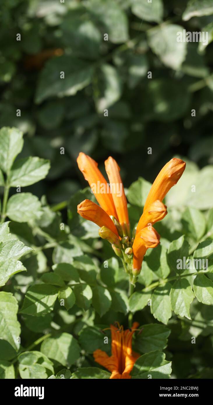 Closeup of orange flowers of Tecoma capensis also known as Cape ...