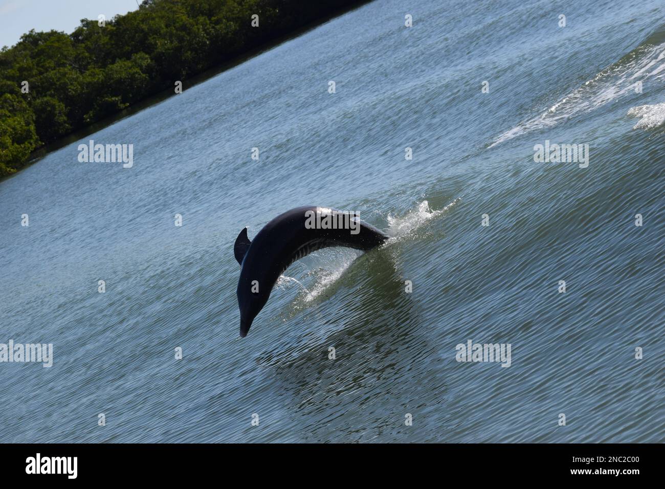 Wildlifephotogrophy hi-res stock photography and images - Alamy