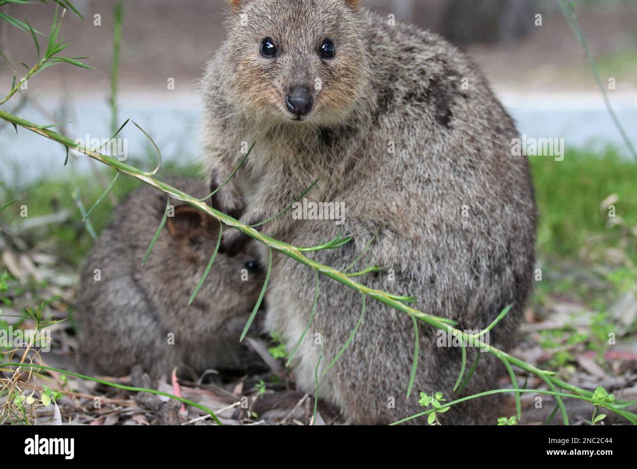 quokka at rottnest island (australia Stock Photo - Alamy