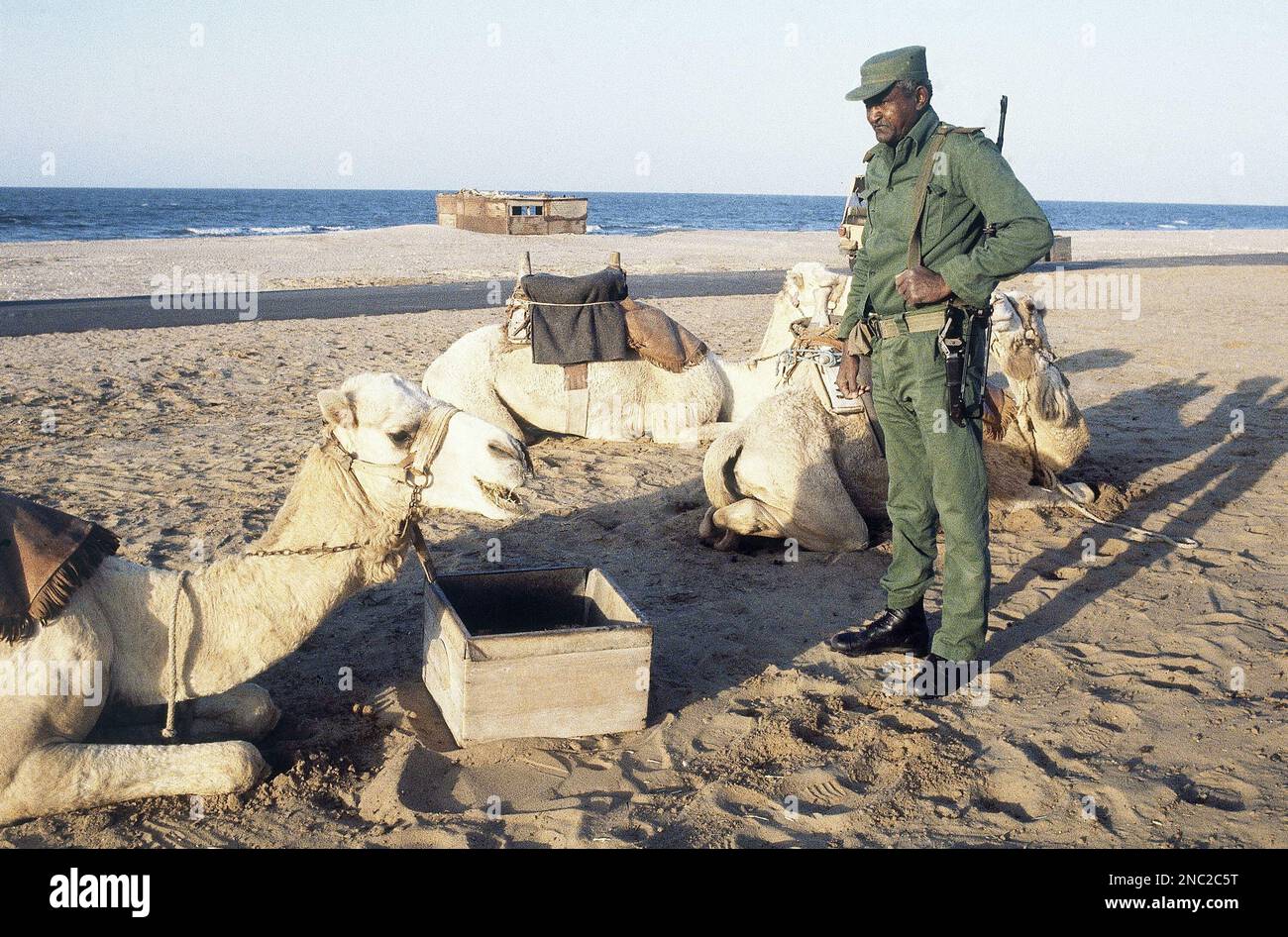 Camel corps member with rifle stands in front of hut where men live ...