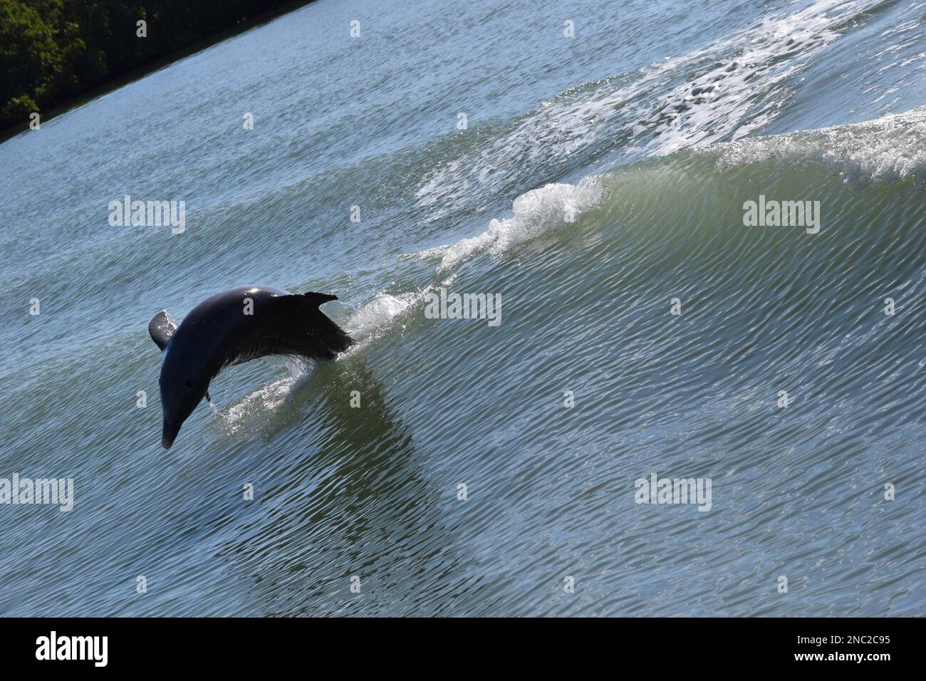 Wild Life Beach Photography Stock Photo - Alamy