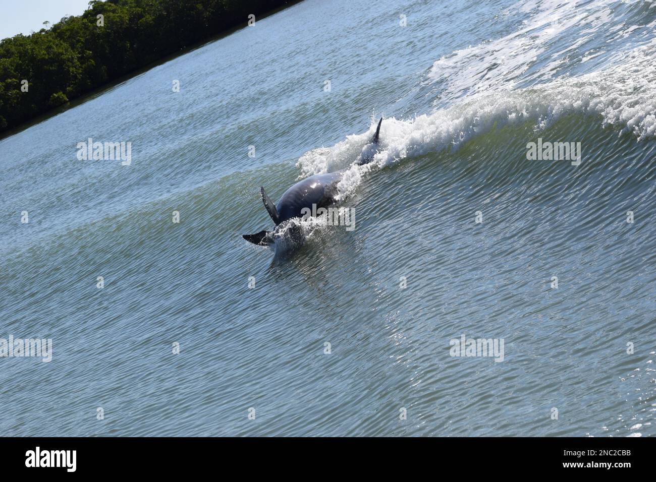 Wildlifephotogrophy hi-res stock photography and images - Alamy