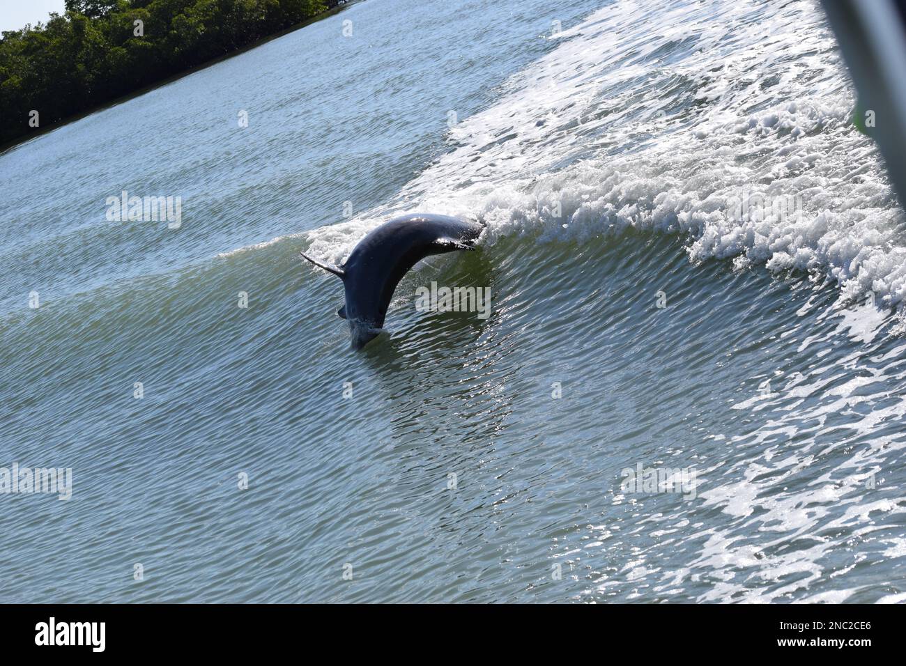 Dolphin finds hi-res stock photography and images - Alamy