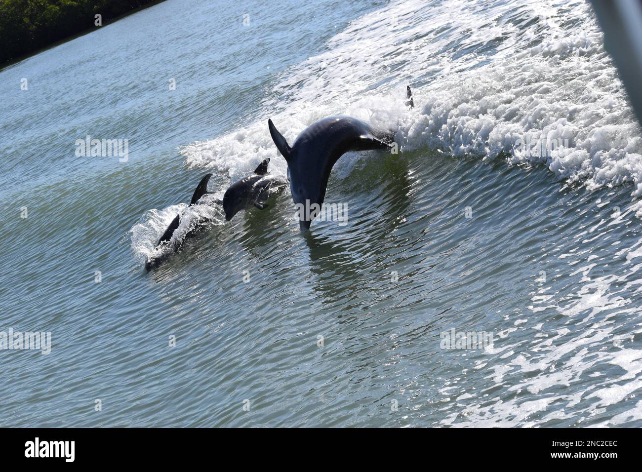 Wild Life Beach Photography Stock Photo - Alamy