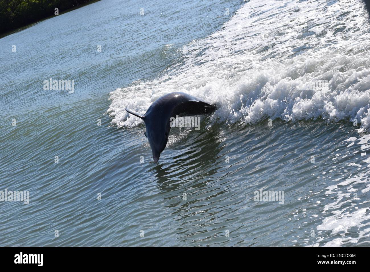 Wild Life Beach Photography Stock Photo - Alamy
