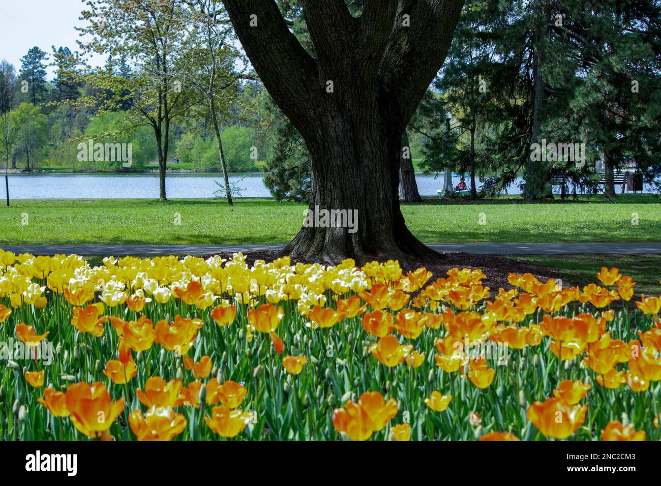 Beautiful line of tulips hi-res stock photography and images - Alamy