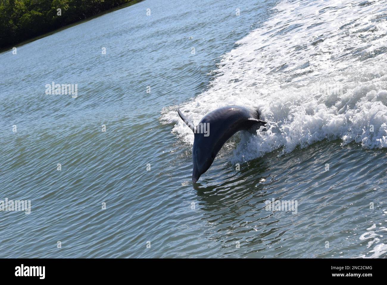 Wildlifephotogrophy hi-res stock photography and images - Alamy