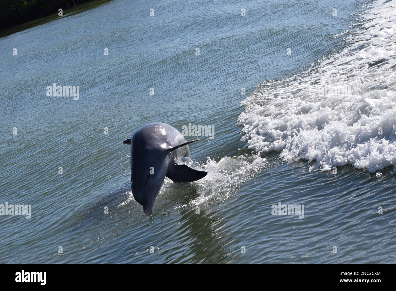 Wild Life Beach Photography Stock Photo - Alamy