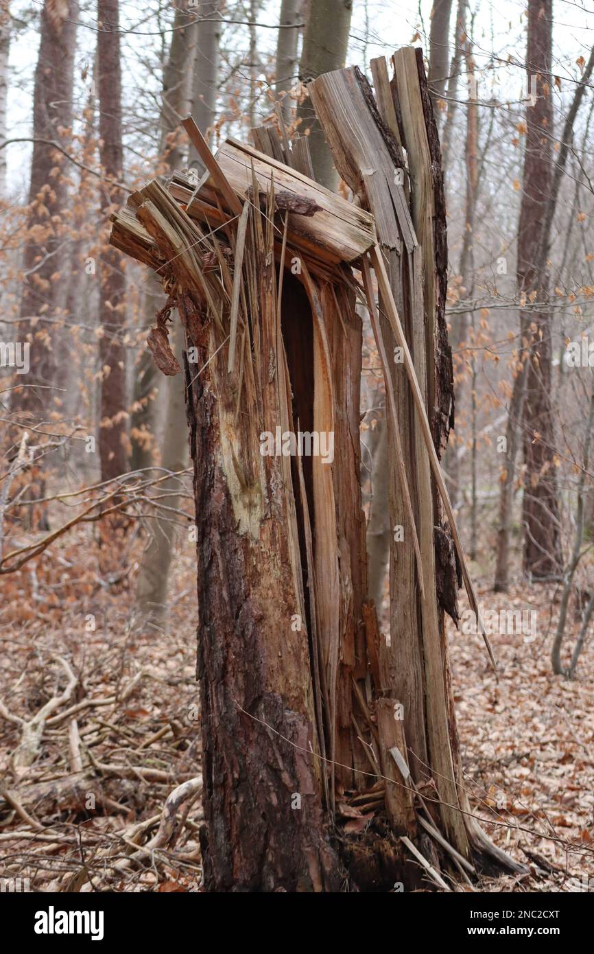 a splintered and cut down Tree trunk Stock Photo - Alamy