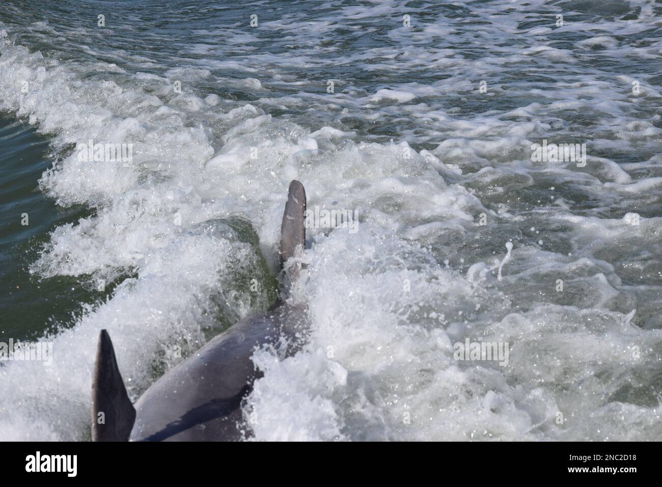 Wild Life Beach Photography Stock Photo - Alamy