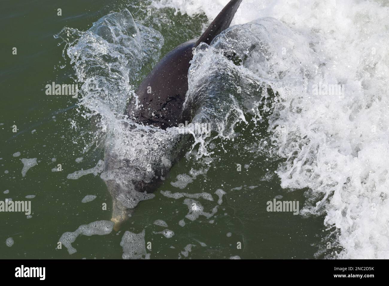 Wild Life Beach Photography Stock Photo - Alamy
